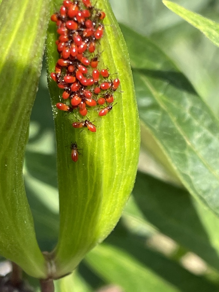 True Bugs from Wyndale Rd, Abingdon, VA, US on July 03, 2021 at 09:26 ...