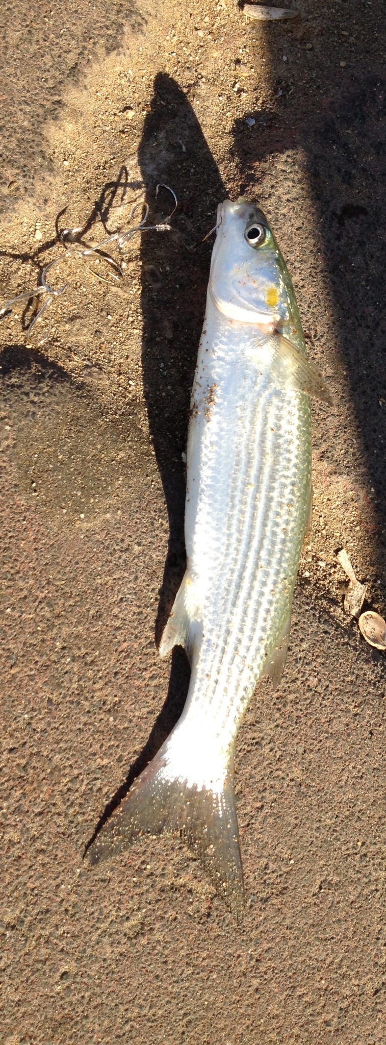 Chelon auratus (Risso, 1810)