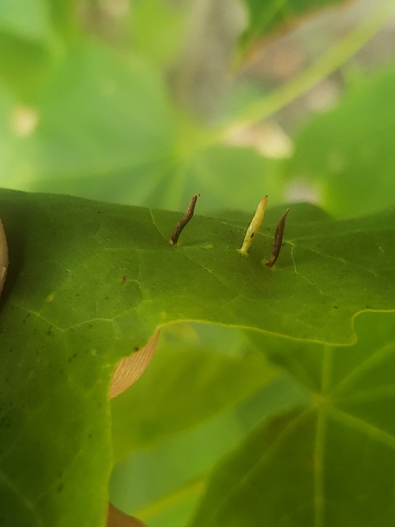 Maple Spindle Gall Mite from Saegertown on August 9, 2021 at 02:03 PM ...