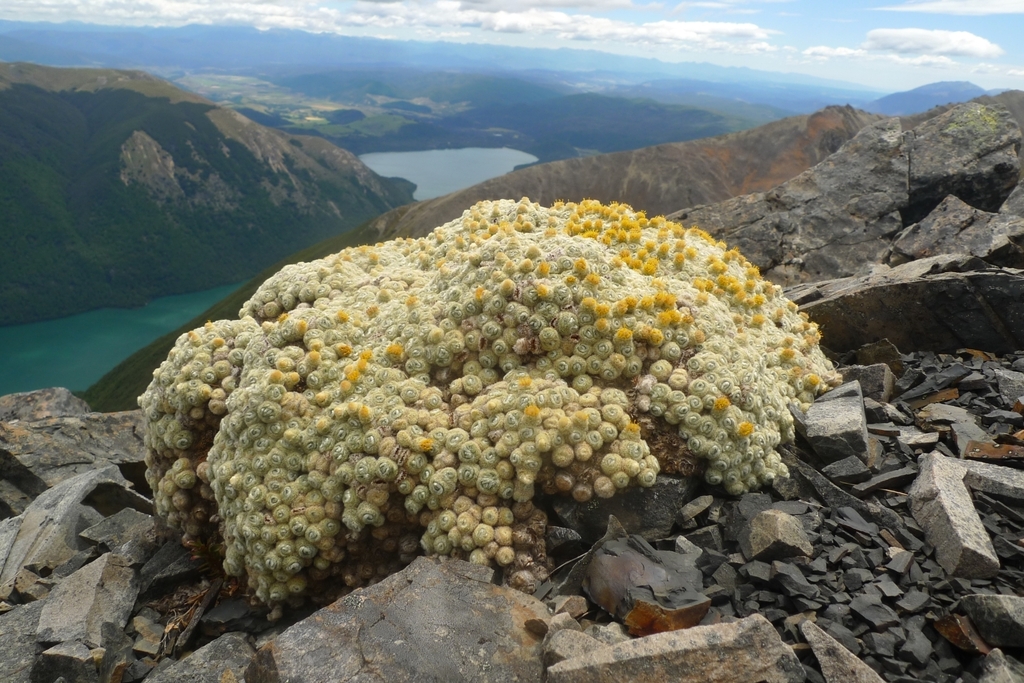 Haastia pulvinaris from St Arnaud Range, Rainbow Skifield. on January ...
