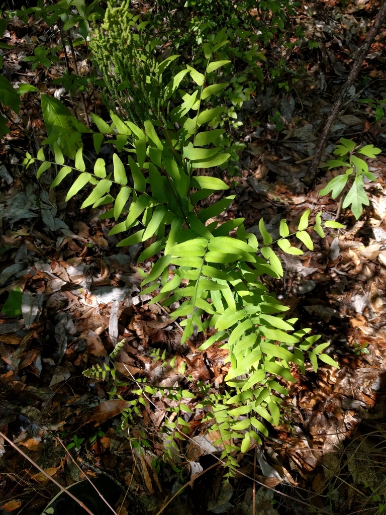 American Royal Fern from 2393 Camp Hardtner, Pollock, LA 71467, USA on ...