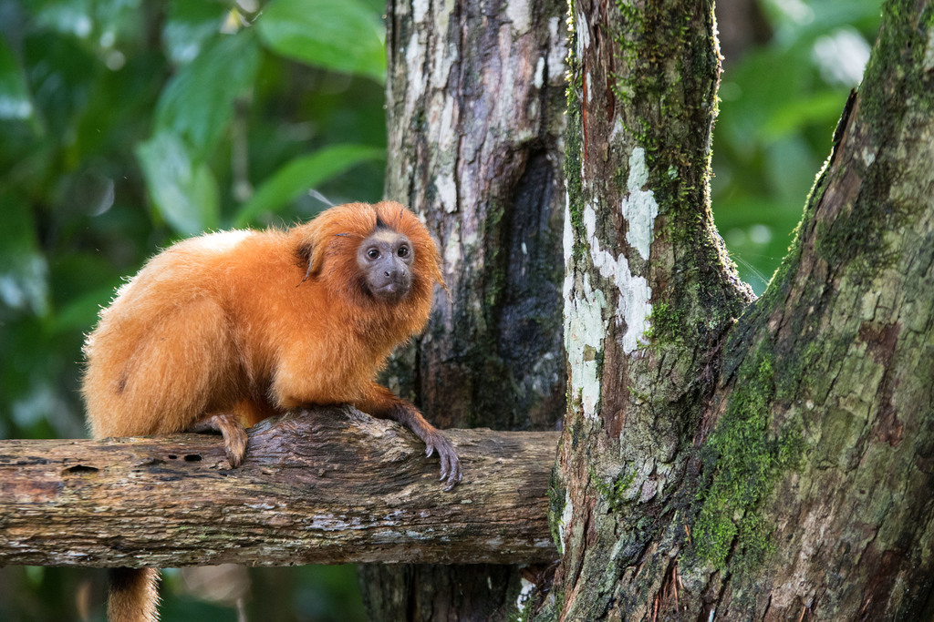 Cebid Monkeys (Cebidae) - Know Your Mammals