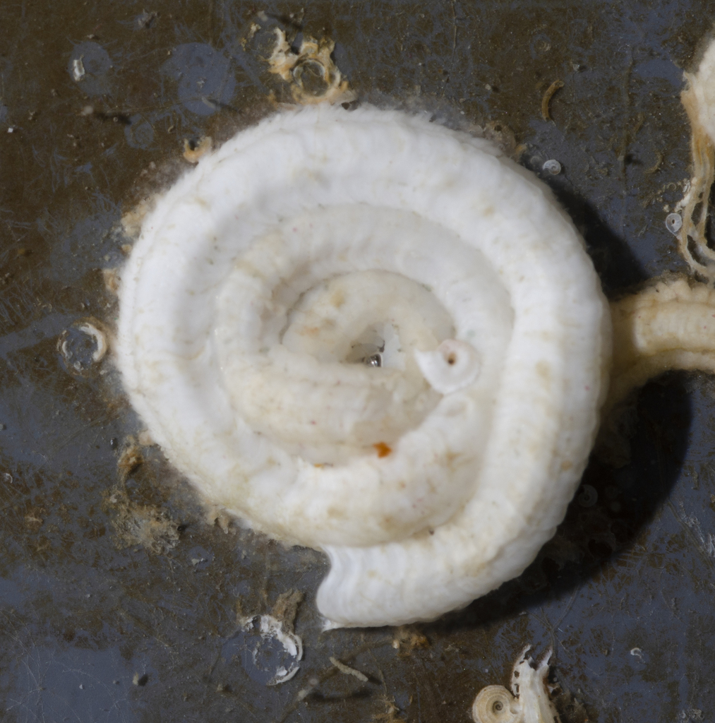 Hydroides albiceps from Bluff Island on January 15, 2019 by smithsonian ...