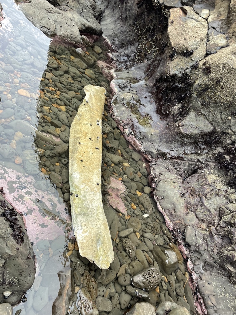 Grey Whale in August 2021 by James Simmons. Park ranger said a dead ...