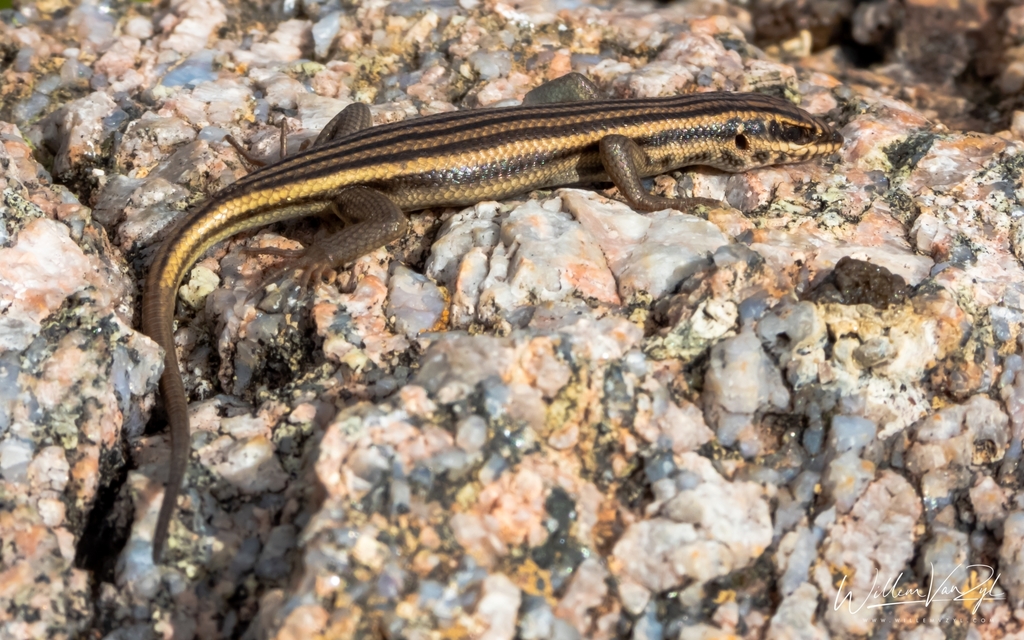 Western Rock Skink from Nigramoep on August 9, 2021 at 10:24 AM by ...