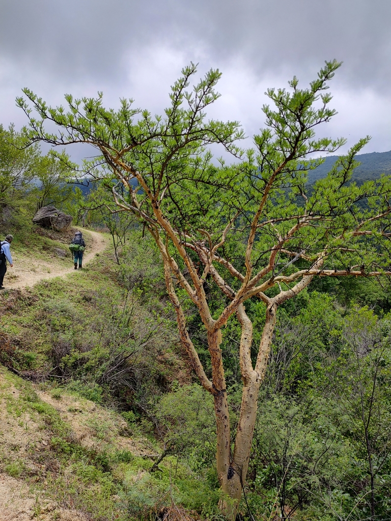 elephant tree from Los Cabos, B.C.S., México on August 7, 2021 at 12:41 ...