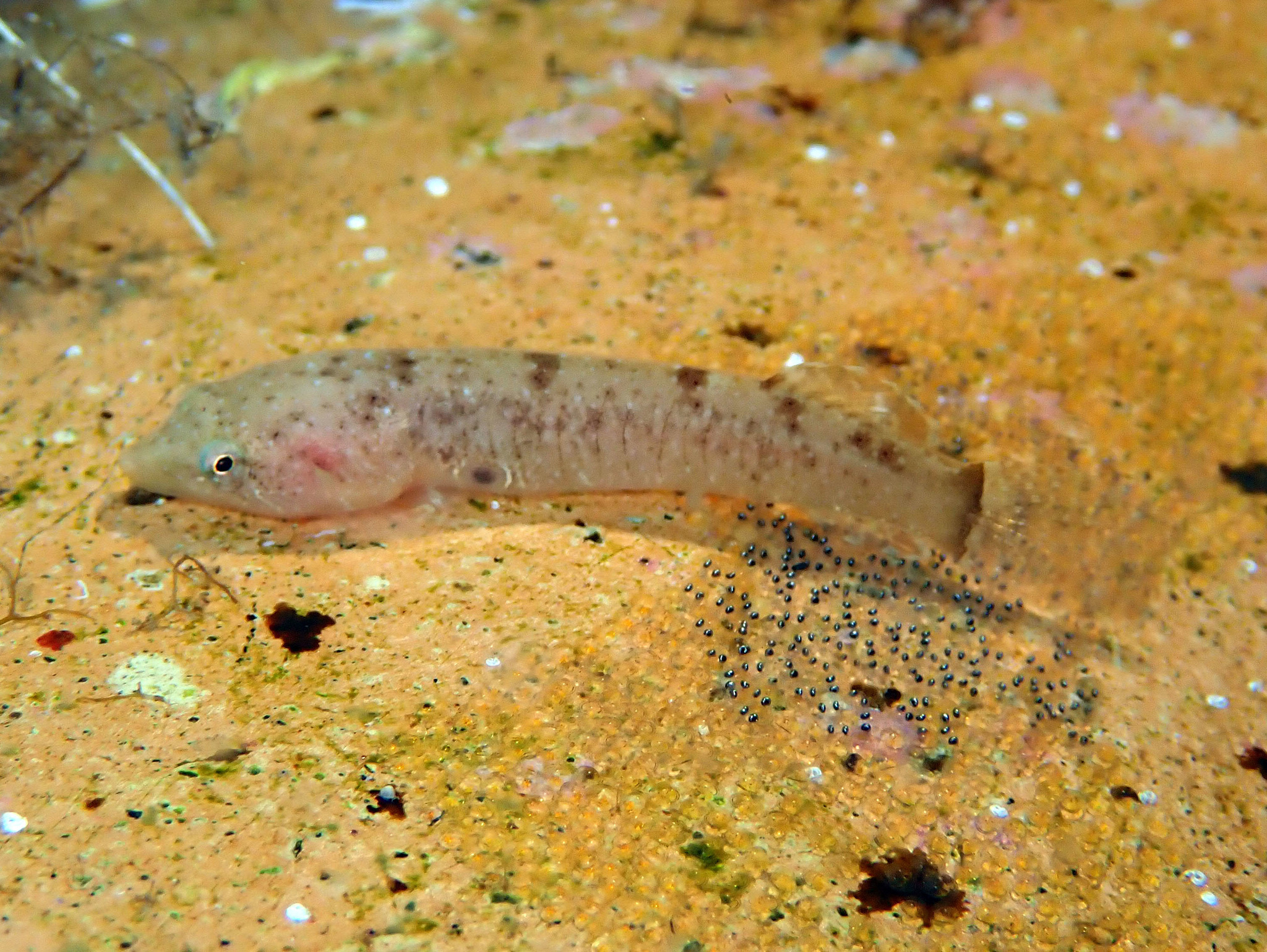 Diplecogaster Fraser-Brunner, 1938