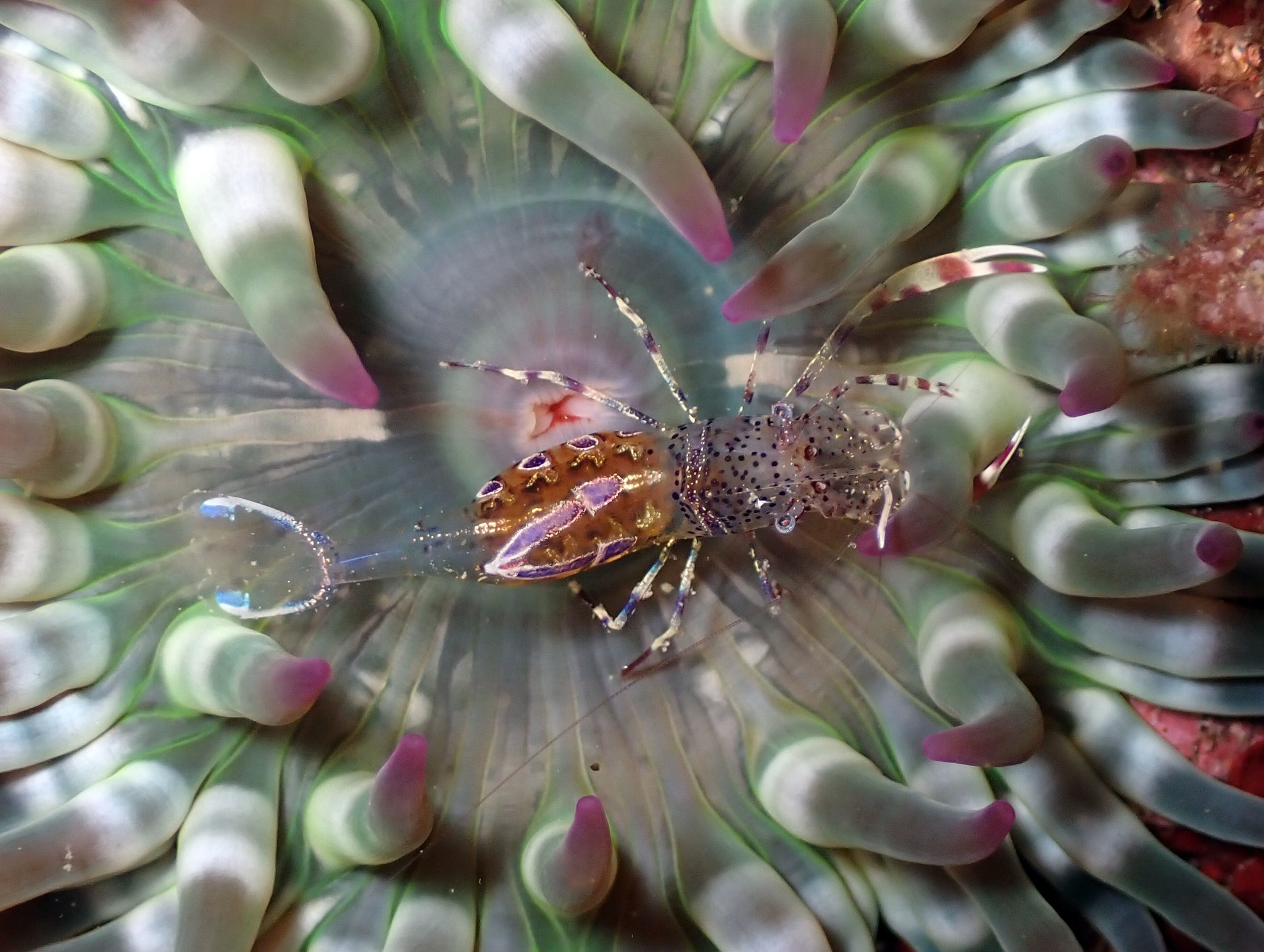 Periclimenes aegylios Grippa & dAcoz, 1996