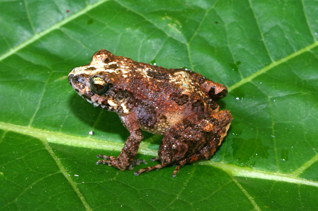 Craugastor bransfordii (PEVA (Parque Ecológico Volcán Arenal ...