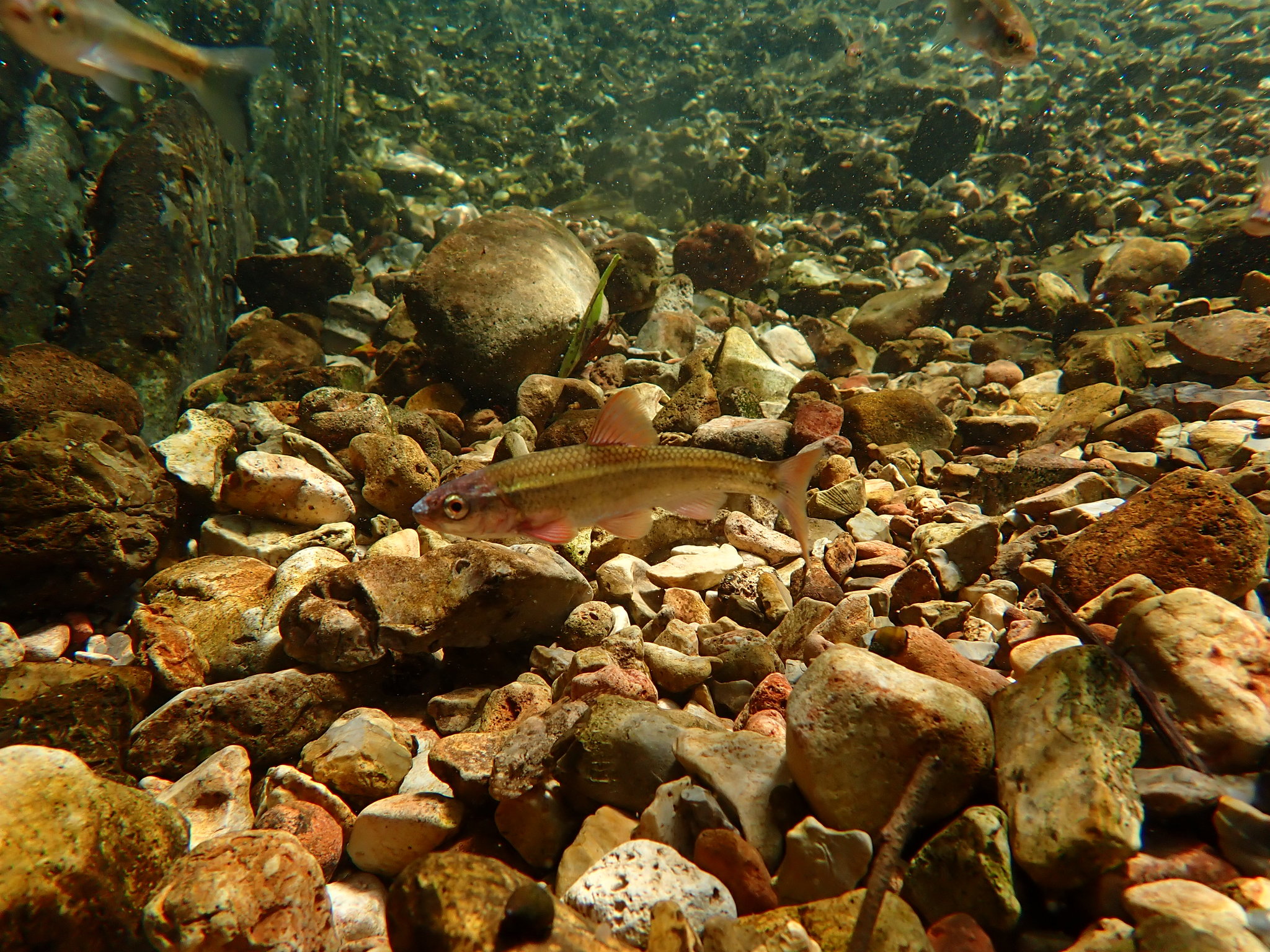 Luxilus cardinalis (Mayden, 1988)