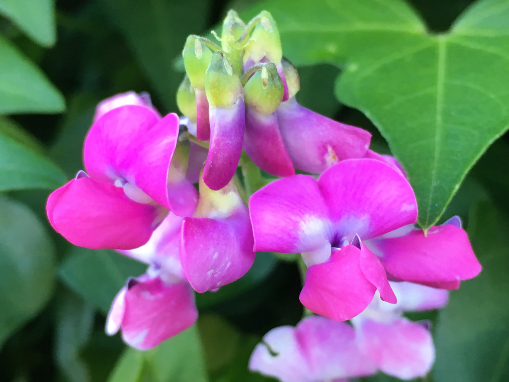 Okie bean (Locally Indigenous Plant Species for Knysna & Surrounds ...