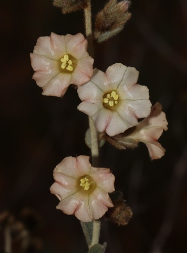 Bonamia rosea · iNaturalist United Kingdom