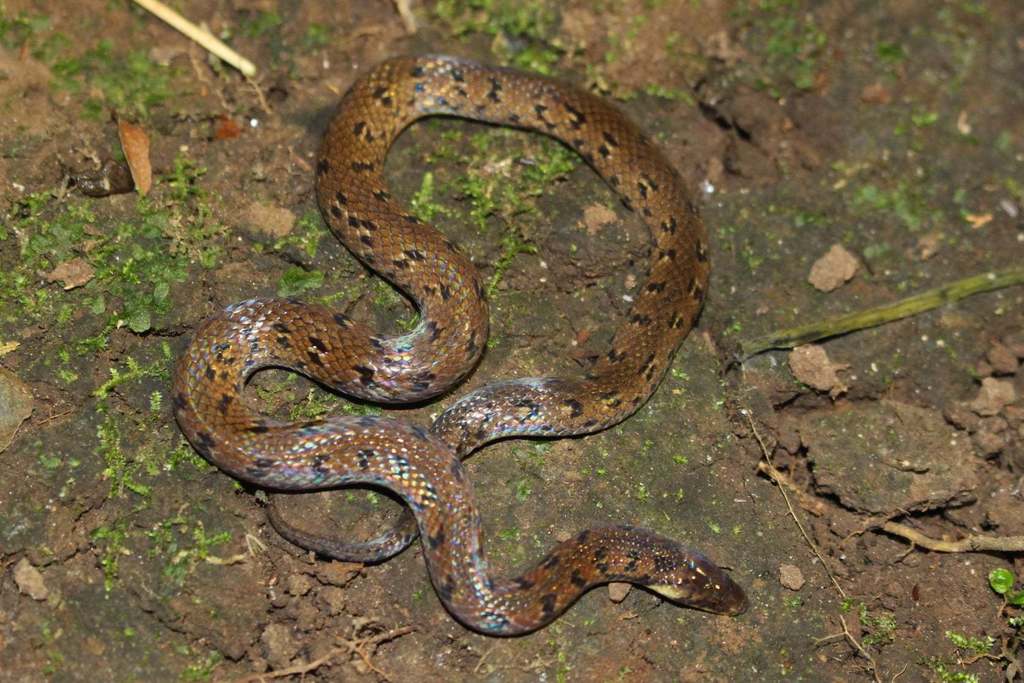 Iridescent Ground Snake (Atractus iridescens) - Snakes and Lizards