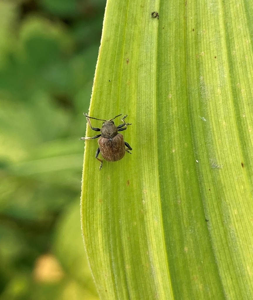 Western Grape Rootworm from Improvement District No. 4, AB T0K, Canada ...