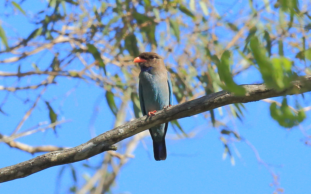Dollarbird from Gin Gin QLD 4671, Australia on November 15, 2012 at 05: ...