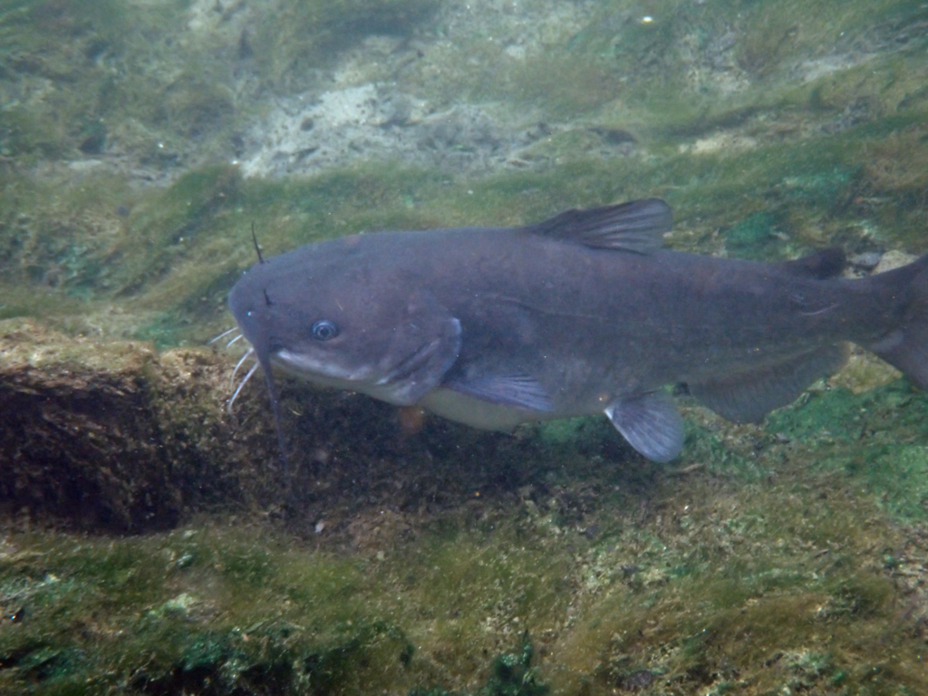 White Bullhead (Fishes of Middle Georgia) · iNaturalist