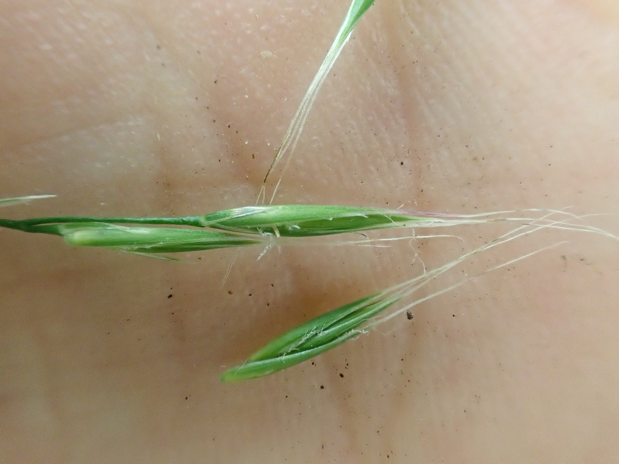 Festuca subulata Trin.