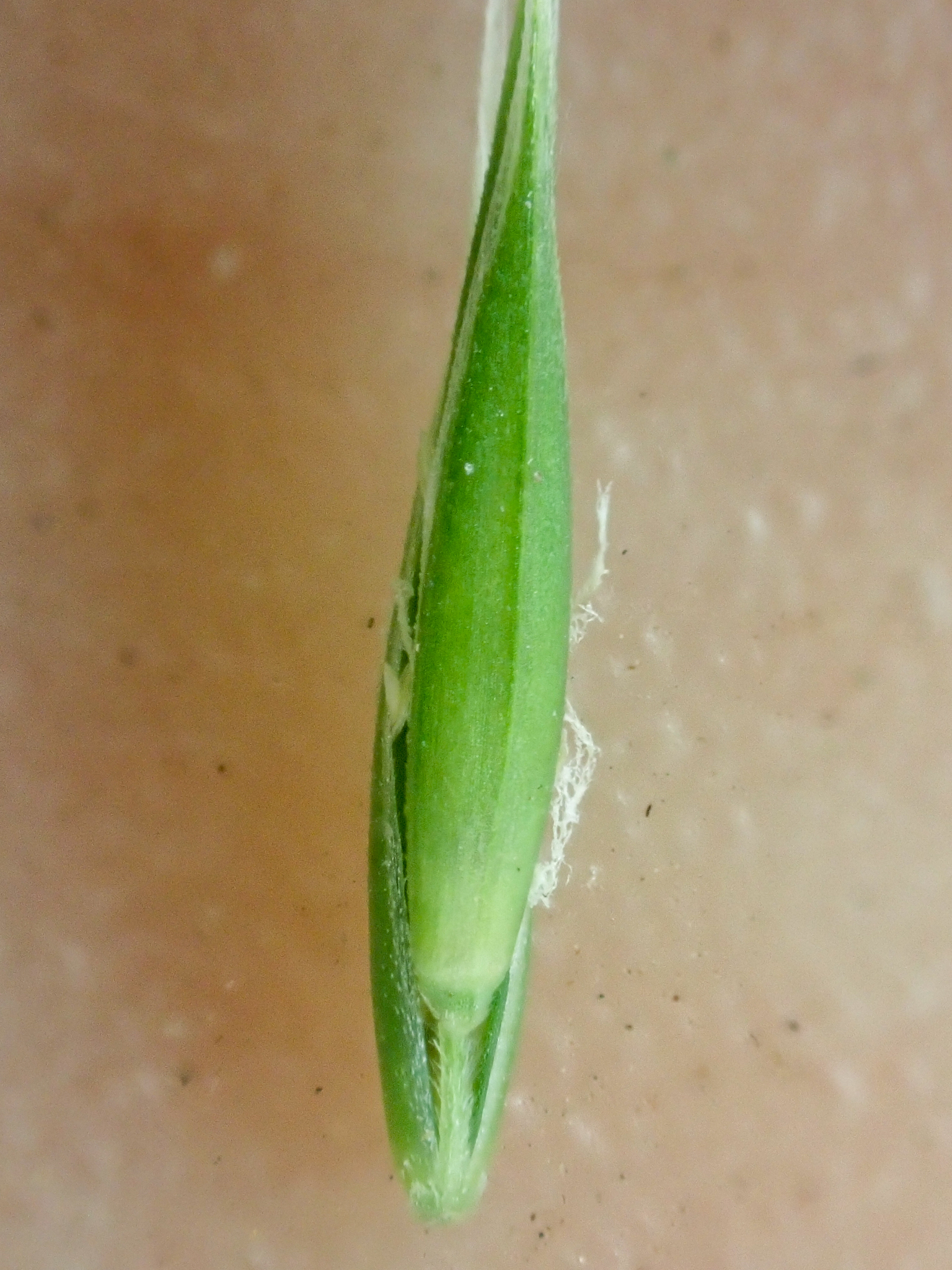 Festuca subulata Trin.