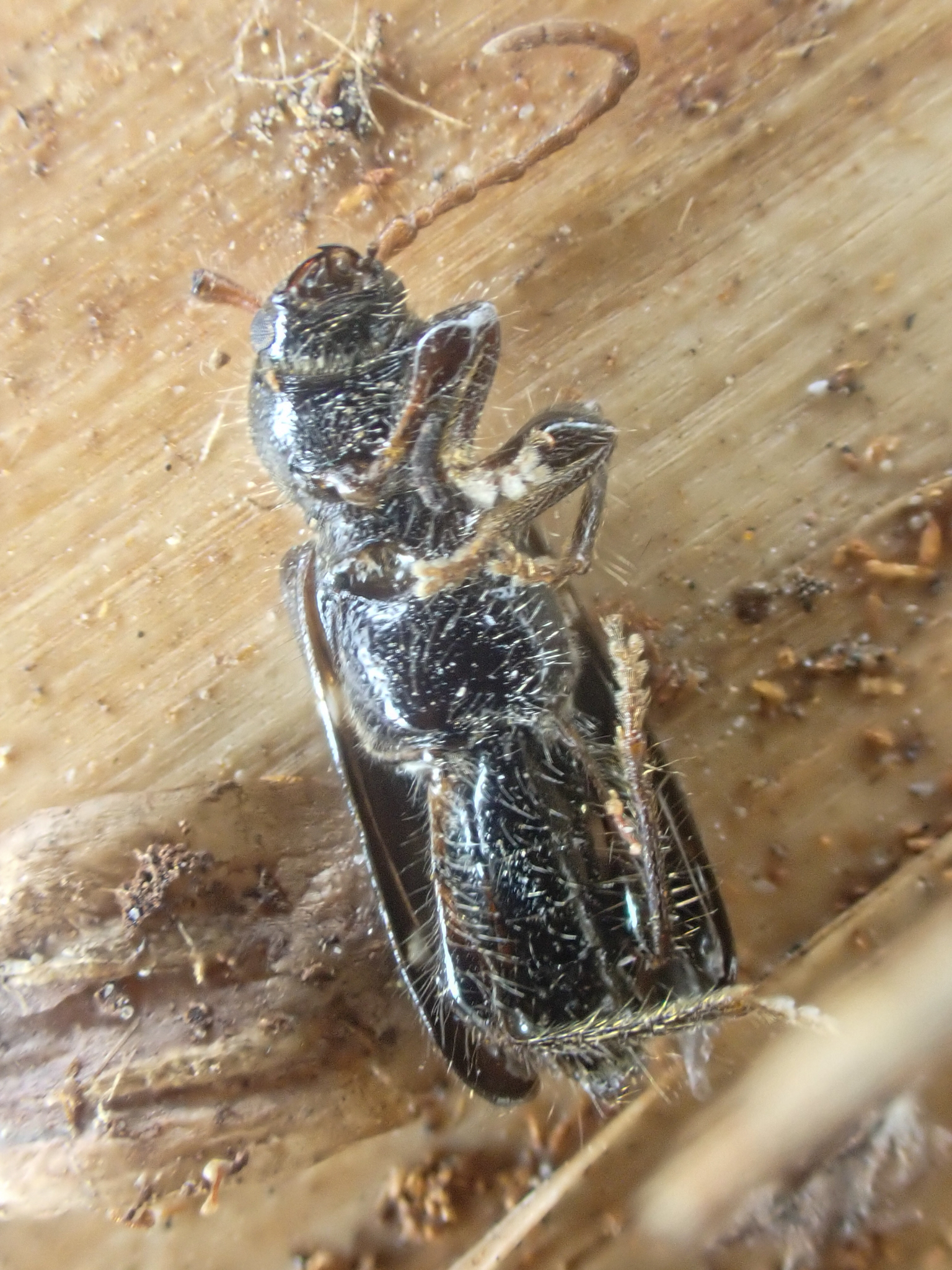 Phymatodes nitidus LeConte, 1874