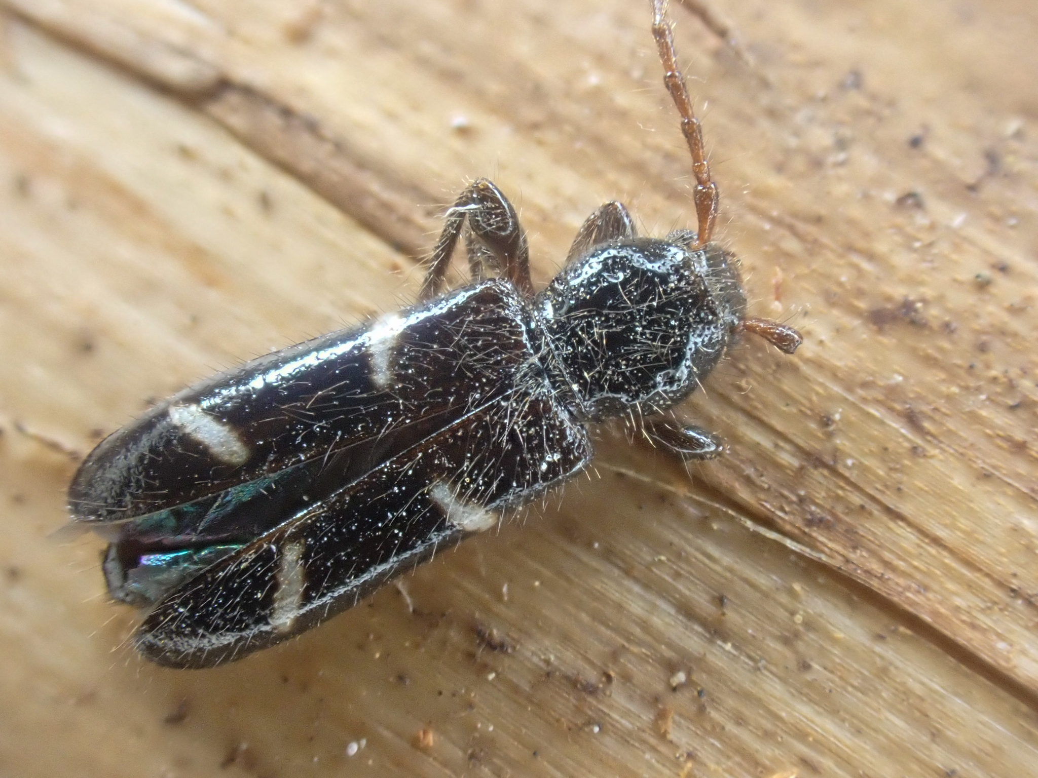 Phymatodes nitidus LeConte, 1874