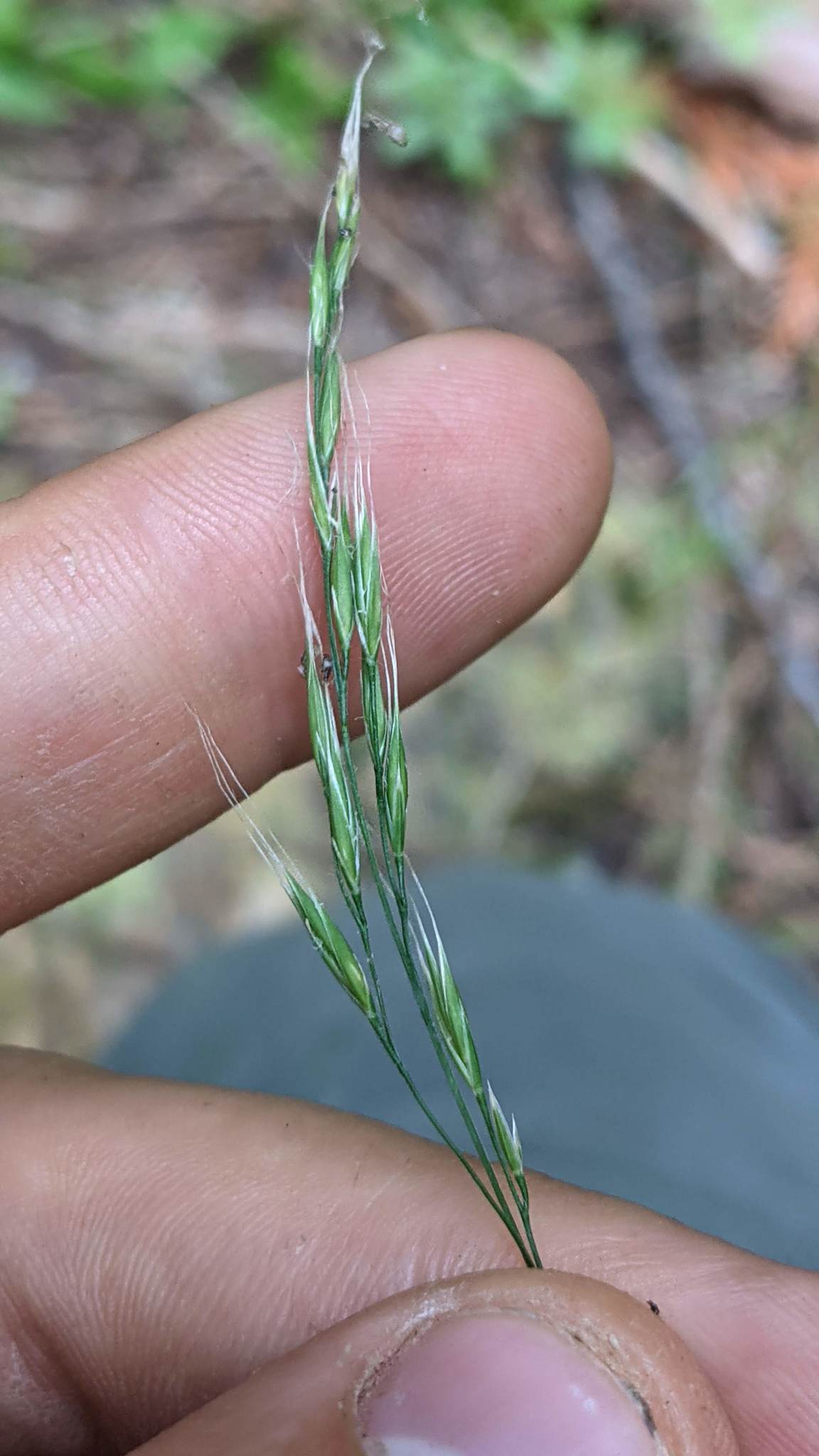 Festuca subulata Trin.