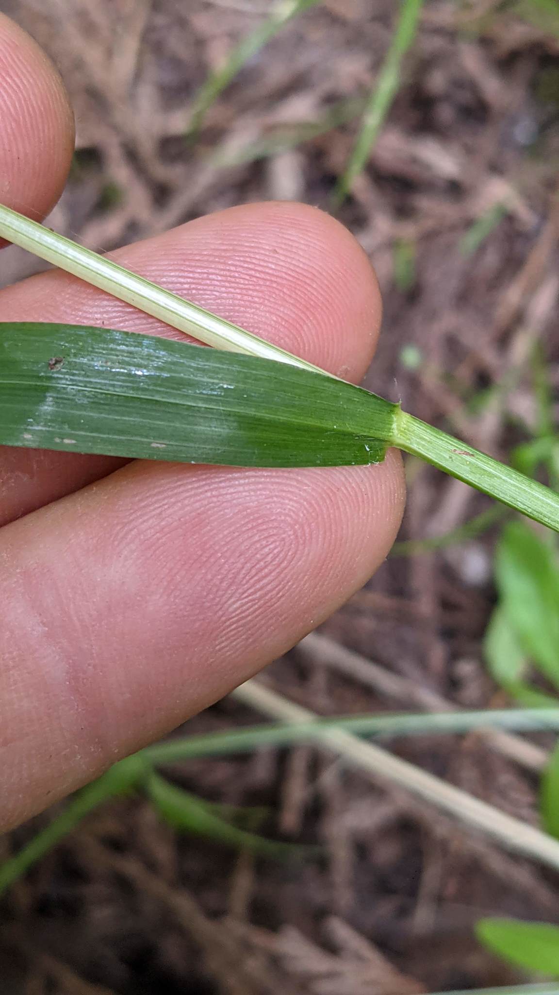 Festuca subulata Trin.