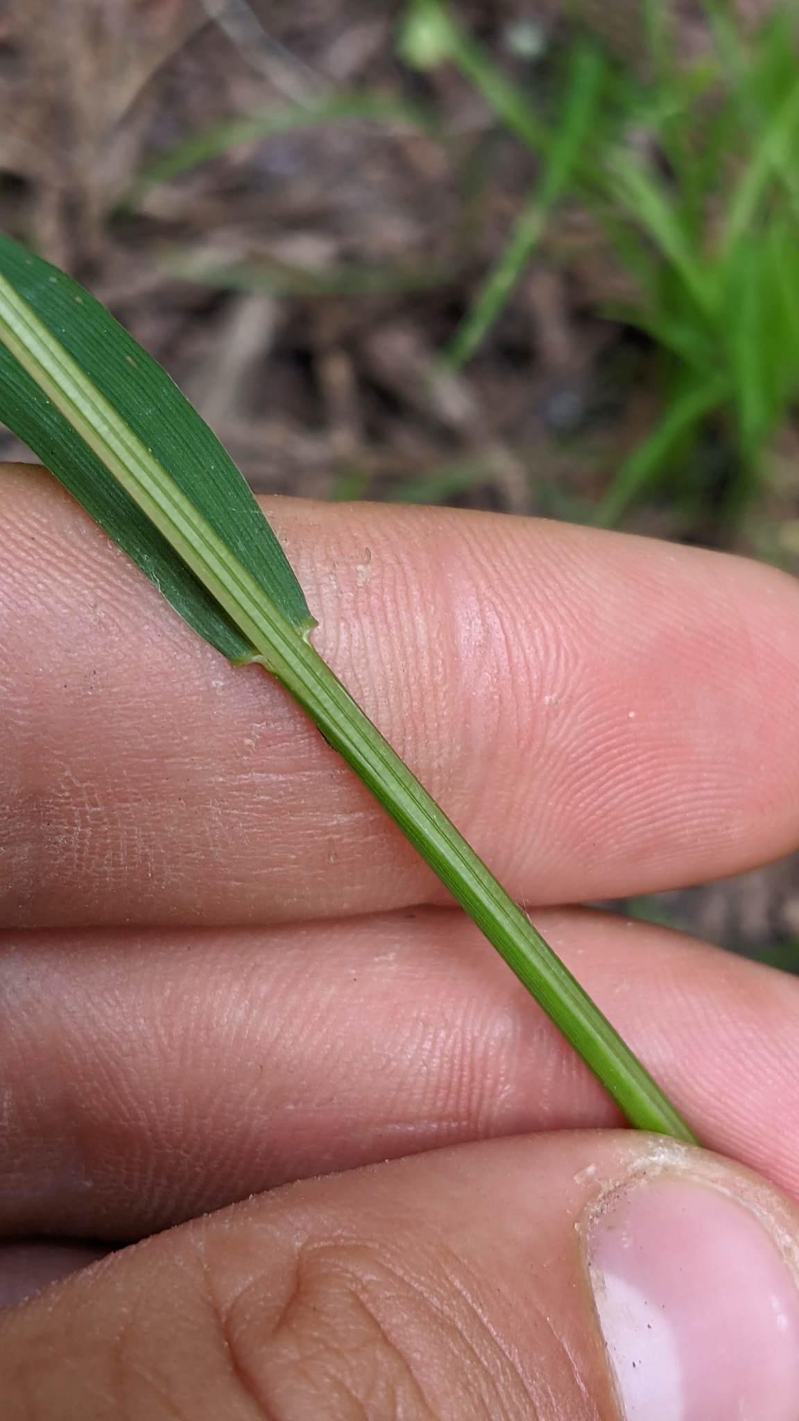 Festuca subulata Trin.