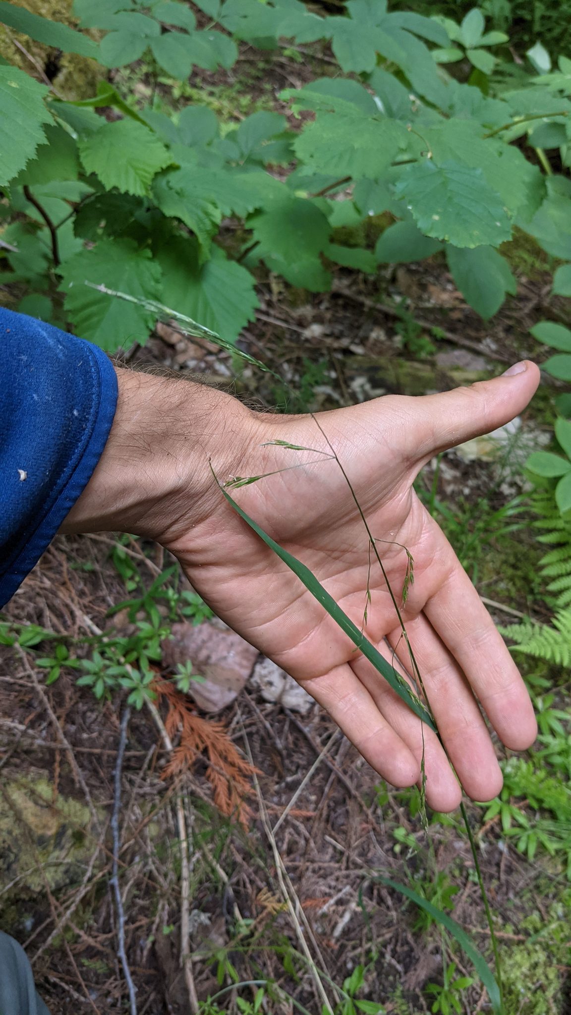Festuca subulata Trin.