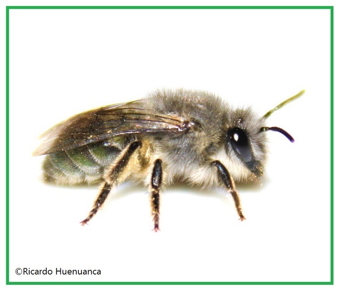 Colletes cyanescens (Insectos en huertas y jardines de Bariloche ...