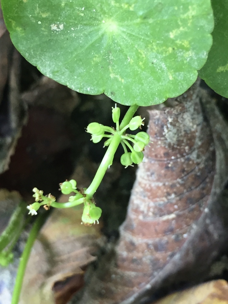 Whorled Marshpennywort (Hydrocotyle prolifera) - Botanical Realm