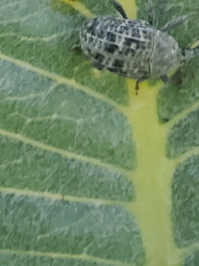 Milkweed Stem Weevil from Goodwell, OK 73939, USA on August 09, 2021 at ...
