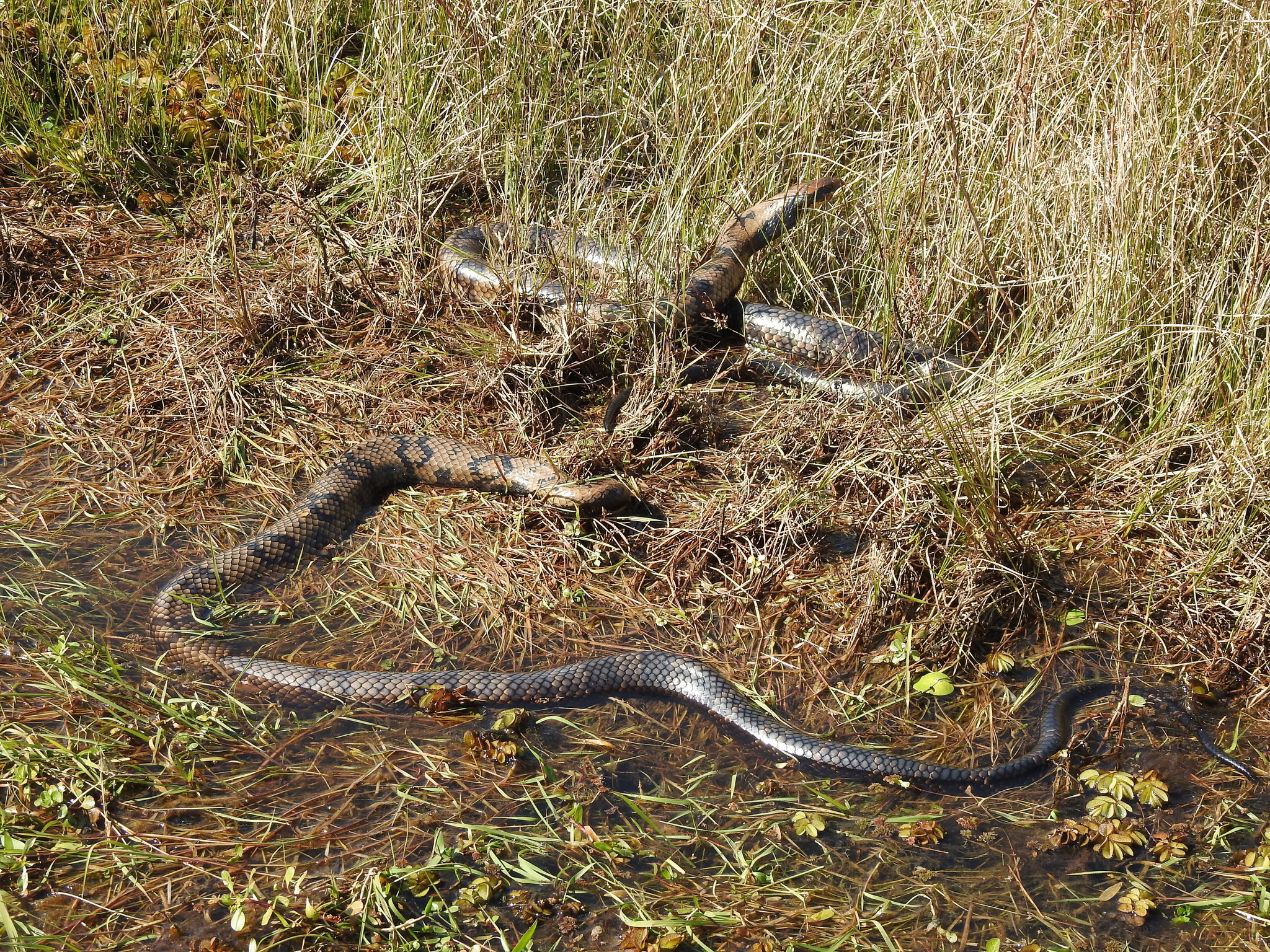 10 Facts About The Brazilian Smooth Snake – Snake Radar