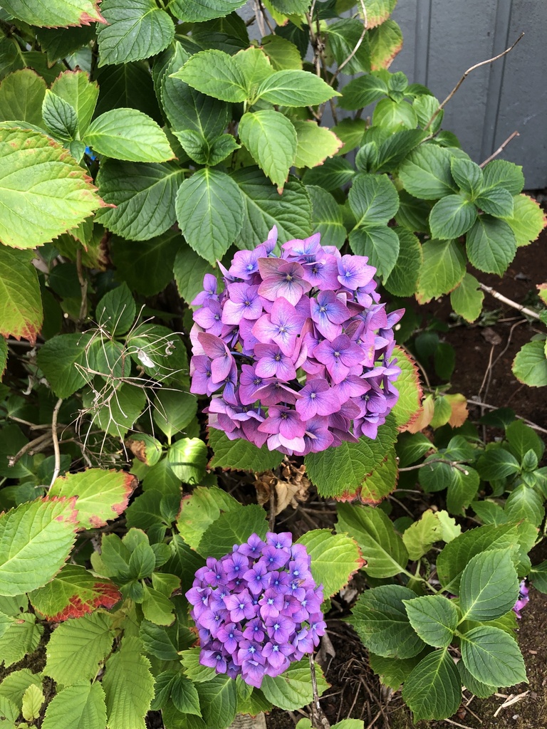 hydrangeas from Seamount Pl, Saanichton, BC, CA on August 09, 2021 at ...