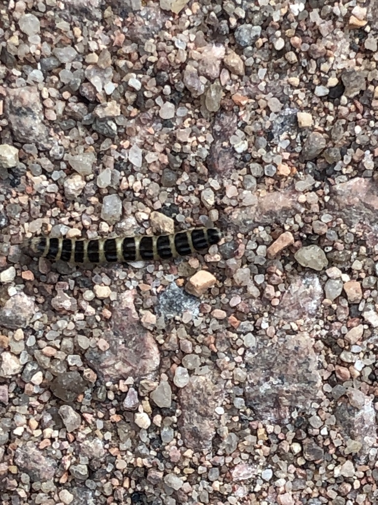 Beetles from Rock Creek Canyon Rd, Colorado Springs, CO, US on August ...