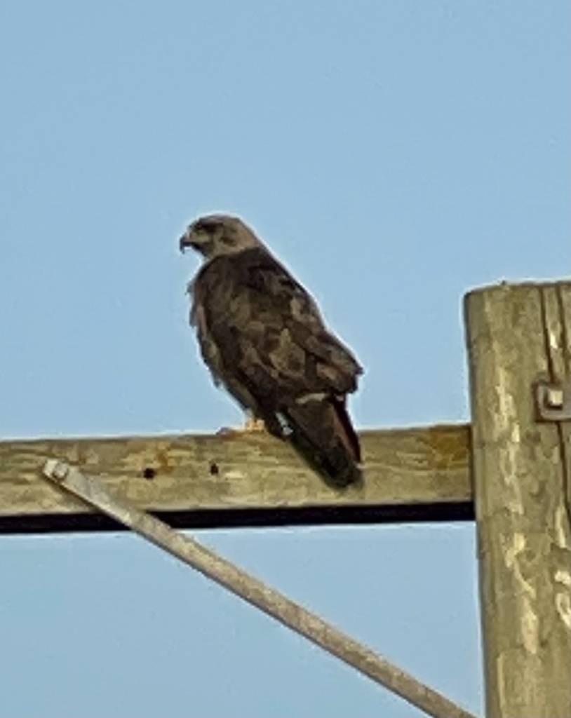 Western Red-tailed Hawk from Cannibal Island Rd, Loleta, CA, US on ...