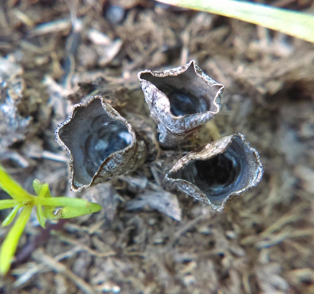 Cyathus from Amealco de Bonfil, Qro., México on August 8, 2021 at 09:43 ...