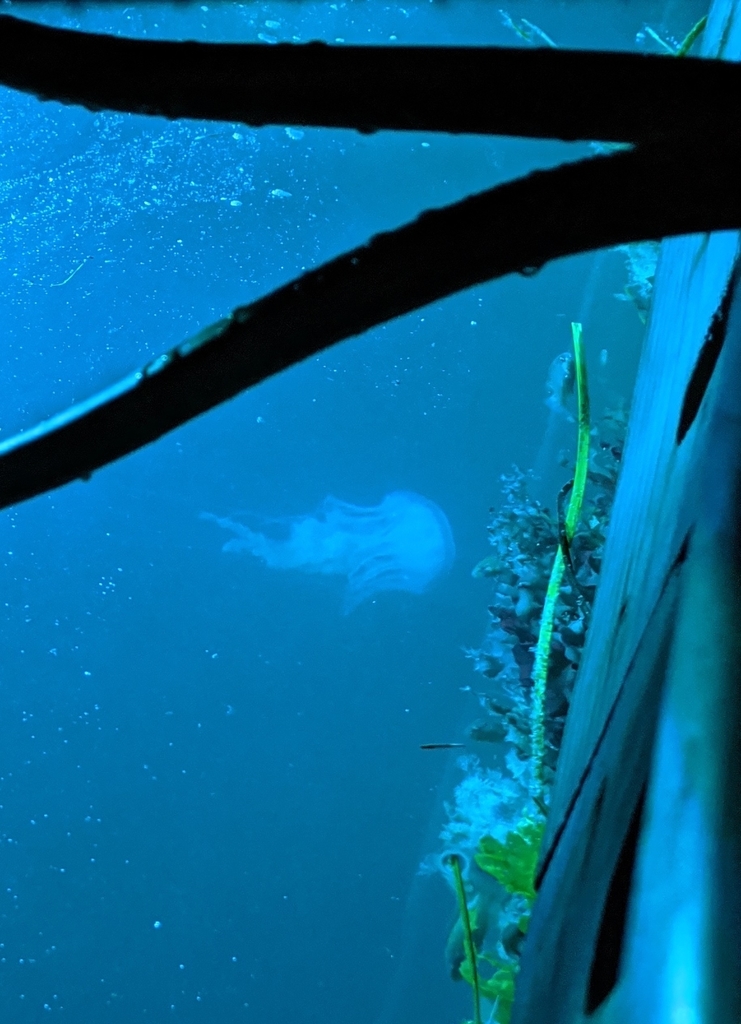 Sea Nettles from Menemsha Beach, Chilmark, MA 02535, USA on 09 August ...