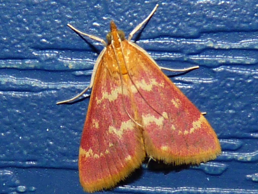 Raspberry Pyrausta Moth (Pennsylvania Moths) · iNaturalist
