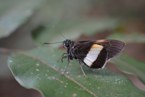 Banded Palmer (Acerbas duris) · iNaturalist United Kingdom