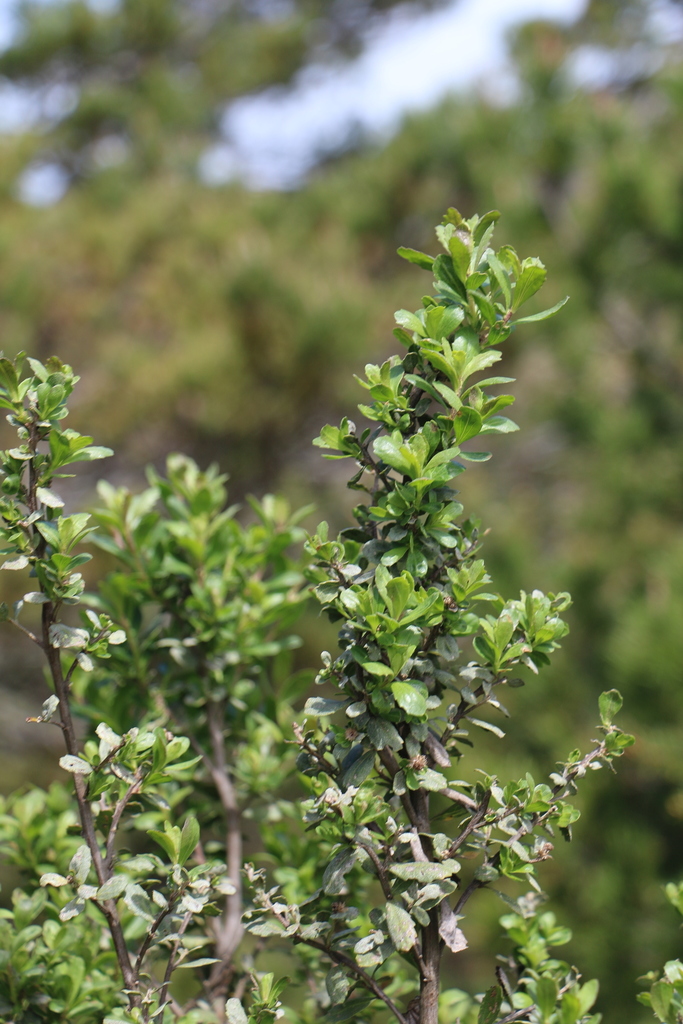 coyote brush from Humboldt County, CA, USA on April 7, 2018 at 05:12 PM ...
