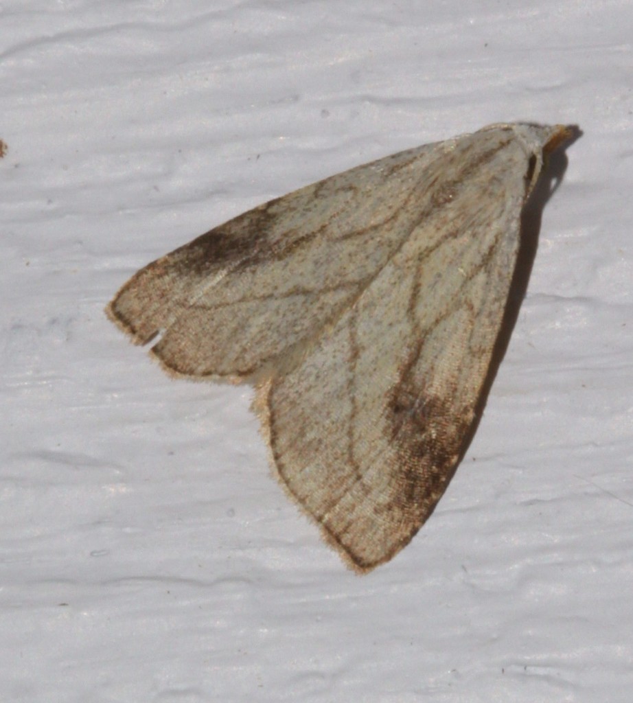 Spotted Grass Moth from Québec, Canada on August 09, 2021 at 11:50 PM ...