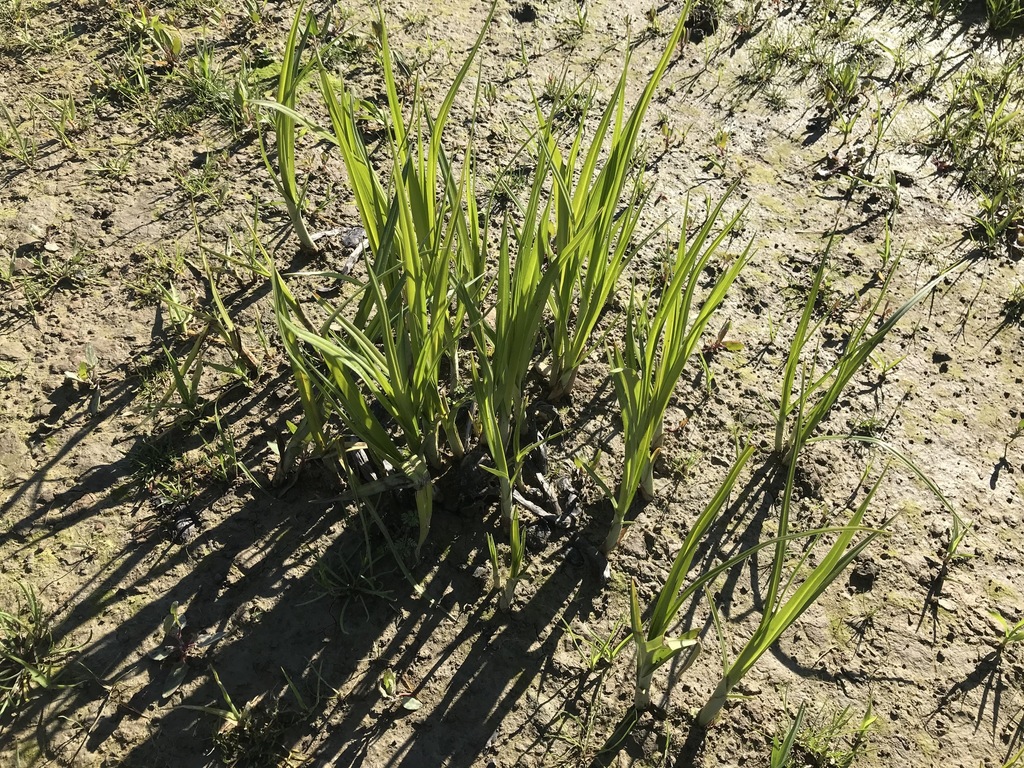 grasses, sedges, cattails, and allies from Pipiroa, New Zealand on ...