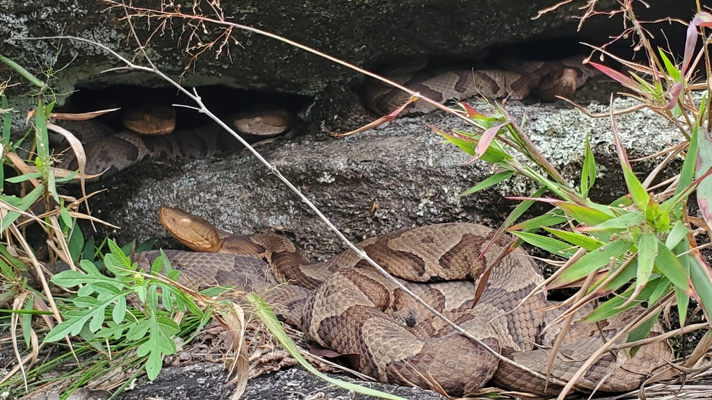 Eastern Copperhead in August 2021 by Tristan Clark · iNaturalist