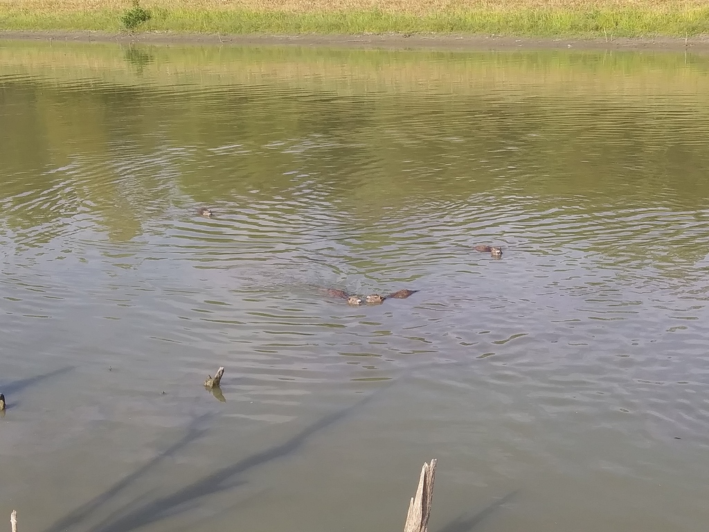 American Beaver in October 2019 by jim · iNaturalist