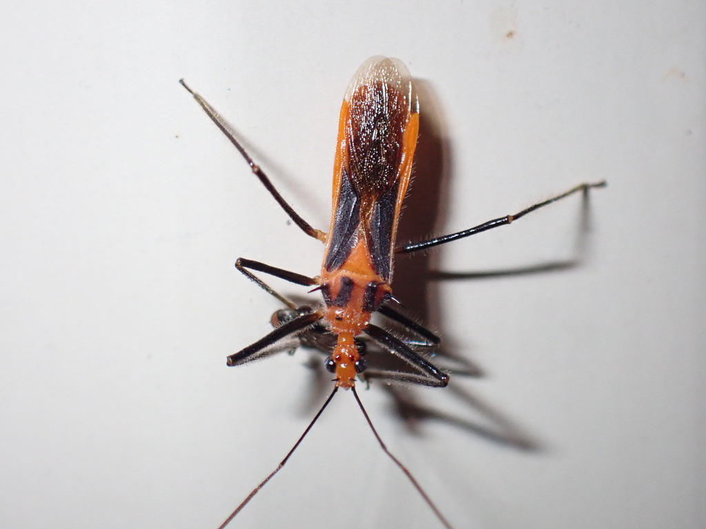 Red Bull Assassin Bug from Conroe, TX, USA on August 09, 2021 by ...