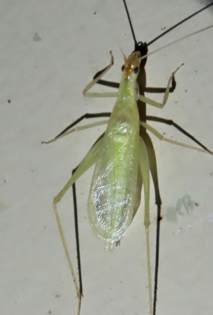 Common Tree Crickets from Charlottesville on August 10, 2021 at 12:15 ...