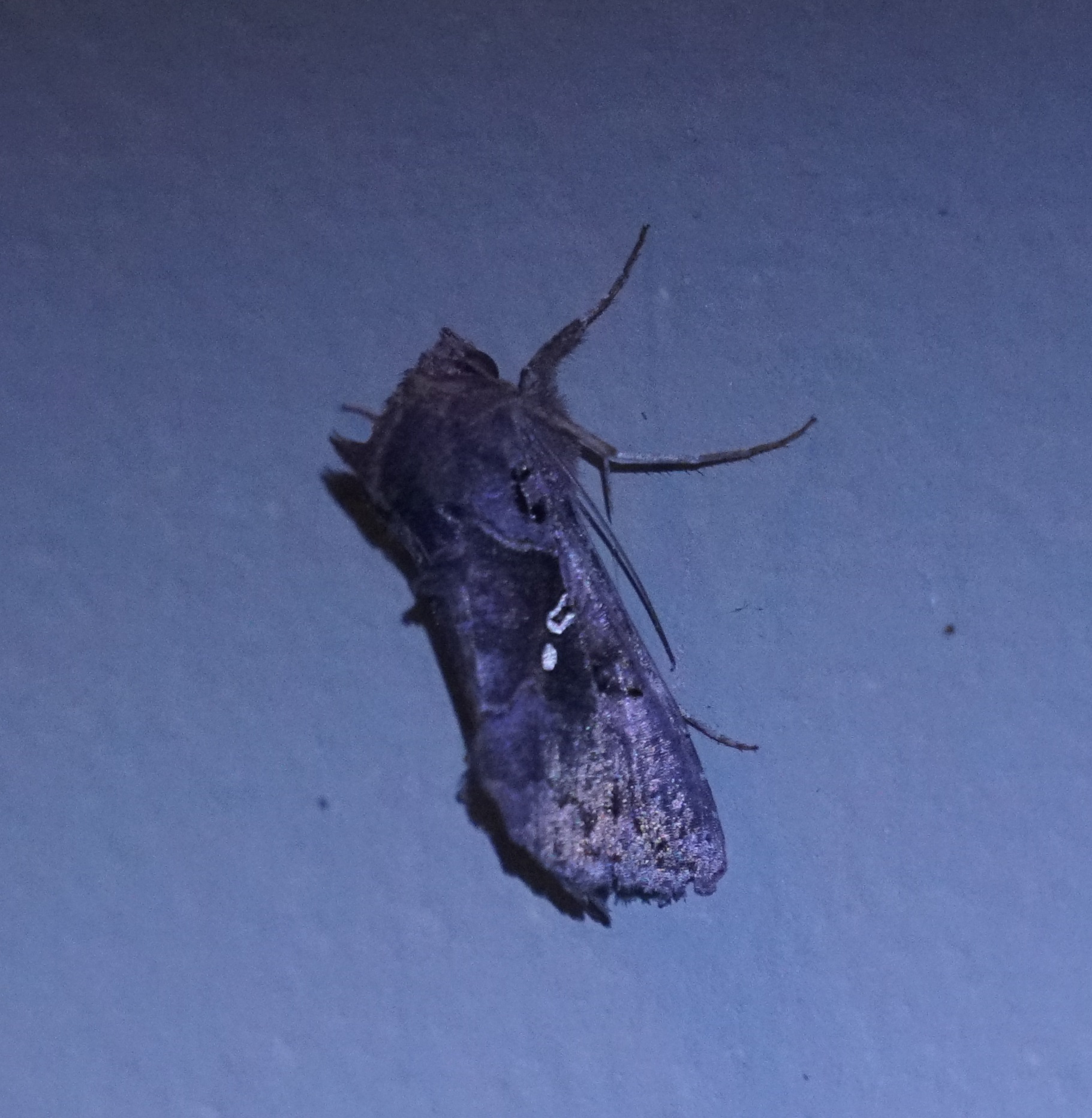 Argyrogramma signata (Fabricius, 1794)