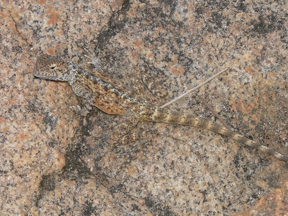 Ring-tailed Dragon from Mount Magnet, WA on February 17, 2007 at 07:12 ...