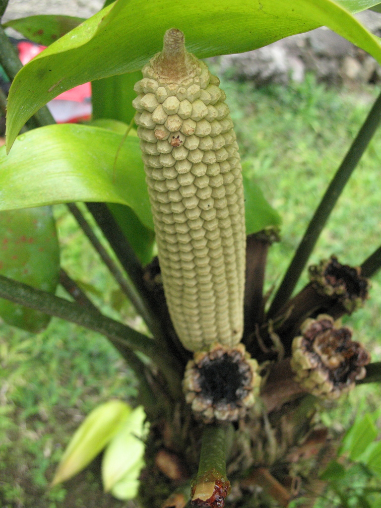 Zamia obliqua en junio de 2006 por Ana Maria Benavides · NaturaLista ...