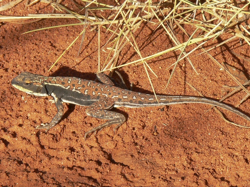 Military Dragon from Leonora, WA on February 19, 2007 at 09:26 PM by ...